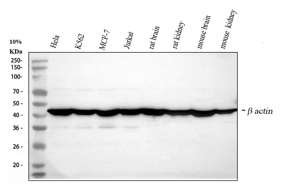 博士德生物 BOSTER Biological Technology co.ltd | 1993-2025
